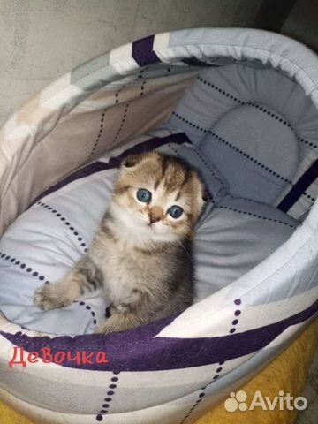 Шотландская вислоухая