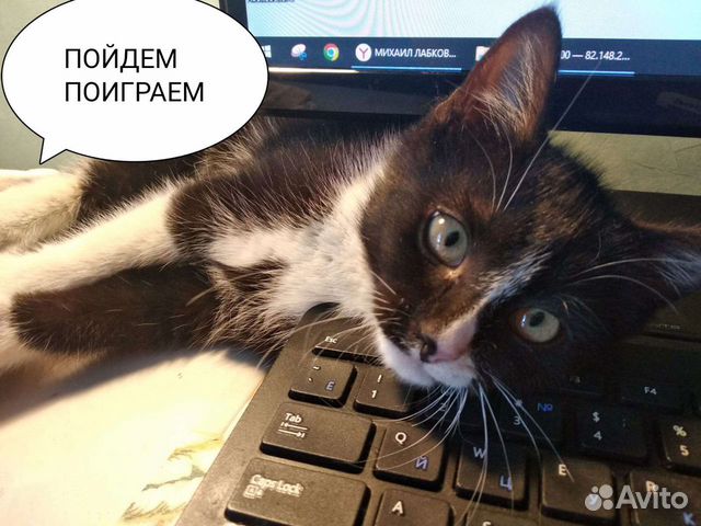 Котенок Перчик