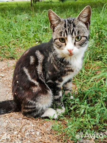 Красивый уличный котёнок