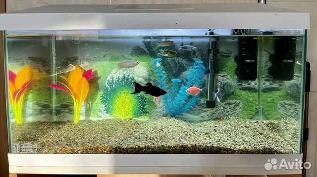 Аквариум с рыбками и водорослями