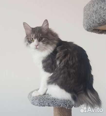 Кот Курильского бобтейла 1.5 года