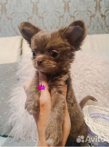 Чихуахуа мини лиловый