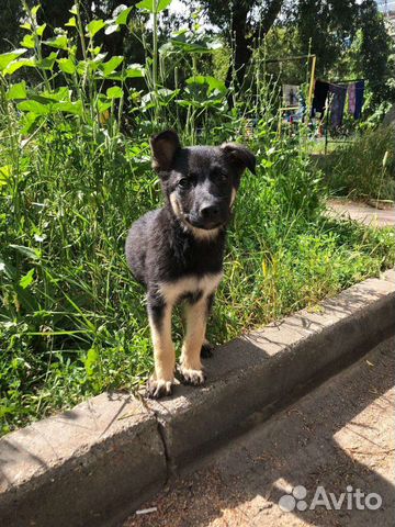 Щенок мальчик 3 месяца