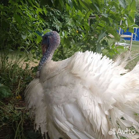 Продаю индюкоа