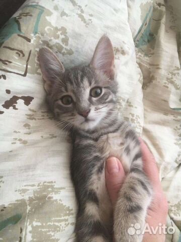 Котёнок в дар мраморного окраса 3 месяца дев