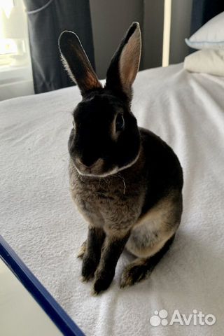 Отдам бесплатно кролика
