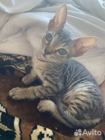 Котята сфинкс