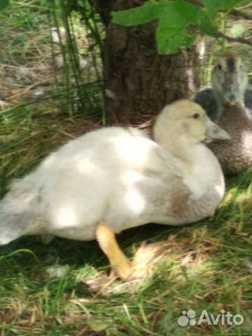 Мускусные утки (индоутки)