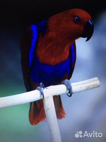 Попугай краснохвостый хорошо говорящий мальчик