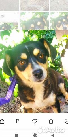 Собачуля Линдочка размером с котика