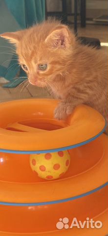 Рыжий солнечный мальчик