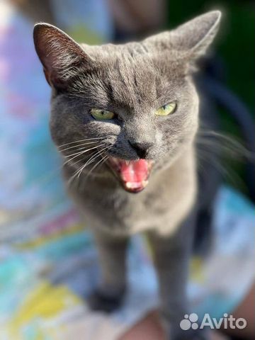 Русская голубая