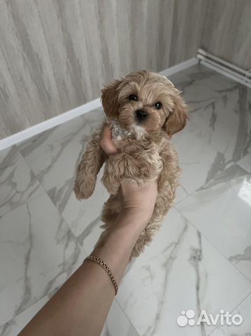 Мальтипу ф1 мини мальчик меллер