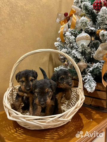 Вельштерьер