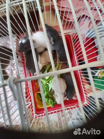 Декоративная крыса,в добрые руки