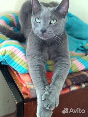 Марис 3.5 года