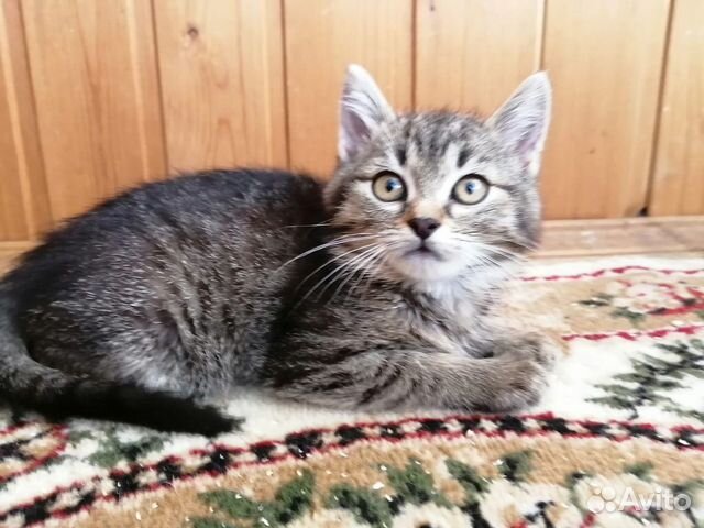 Котята ищут дом