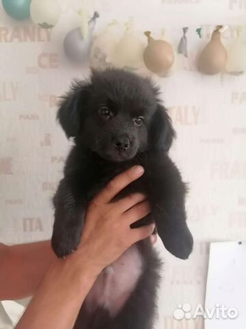 Щенки в добрые руки