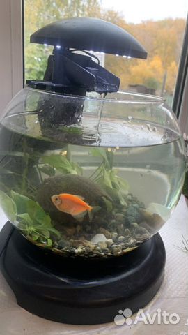 Аквариум с рыбами