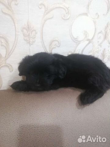 Маленькая собака