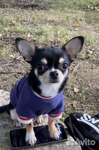 Чихуахуа-мини вязка