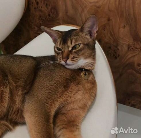 Абиссинская кошечка