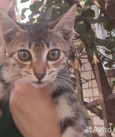 Котик потеряшка бесплатно