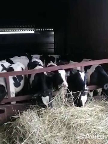 Бычки телята для откорма