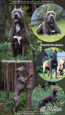 Питбуль прайтер