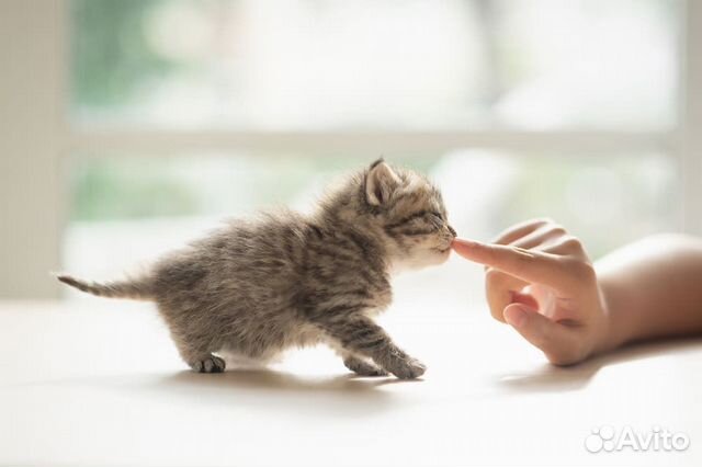 Котенок в добрые руки