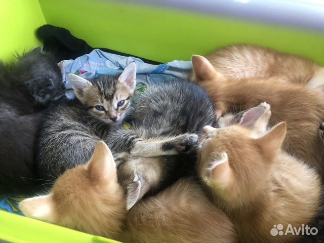 На центральном рынке раздают котят бесплатно