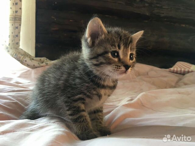 Кошки в добрые руки бесплатно