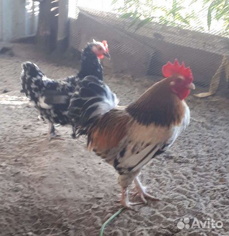 Декоративные куры