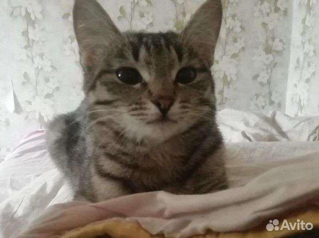 Кошечка в добрые руки