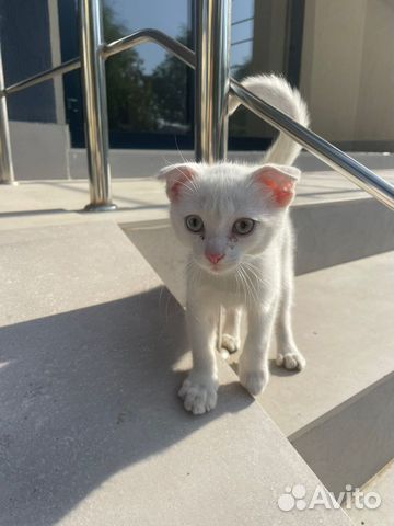 Вислоухий белый котик