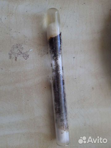 Муравьи жнецы