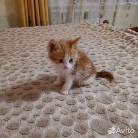 Котёнок мальчик