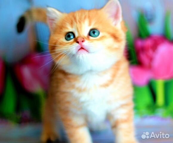 Золото дикой природы, ny24. Девочка Карамель