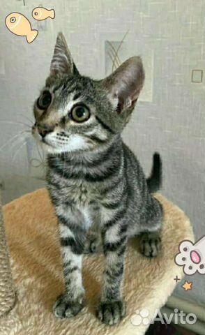 Кузенька ищет добрые ручки