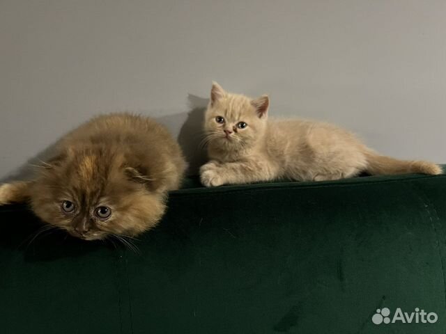 Сладкие элитные клубные малыши