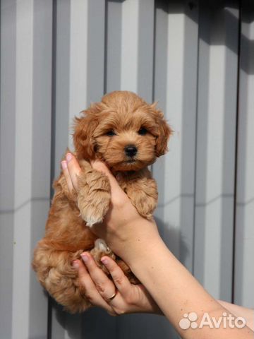 Мальтипу f1 premium