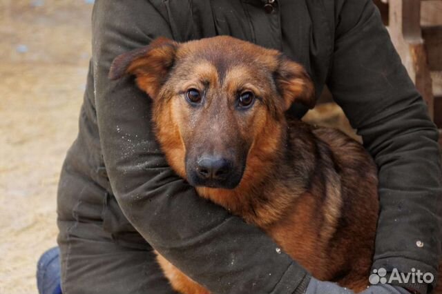 Две овчарки Анабэль и Ариэль ищут дом