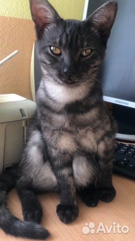 Привитый Венечка ищет дом