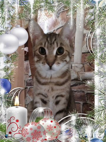 Котёнка Компотика совсем некуда девать ищет дом