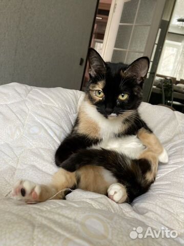 Ласковая кошка Ева