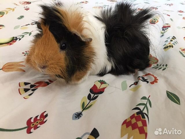 Морские свинки