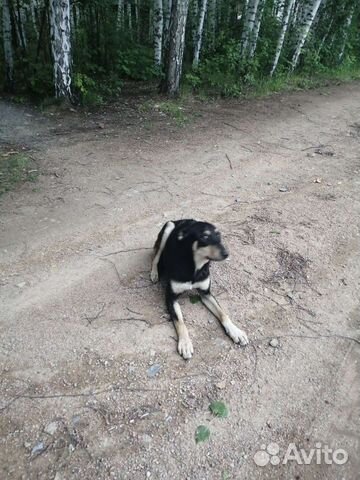 Собака в добрые руки отдам бесплатно