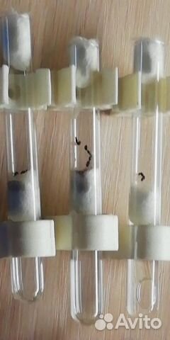 Муравьи Solenopsis fugax - муравьи воры