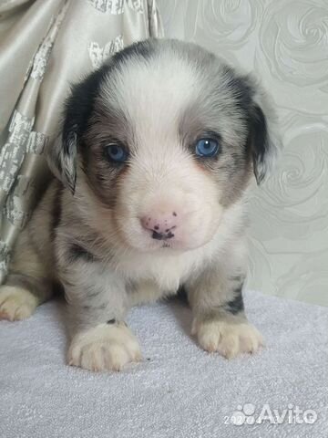 Щенки вельш-корги кардиган