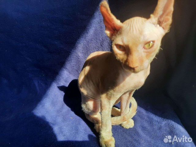 Сфинкс Эльф котенок